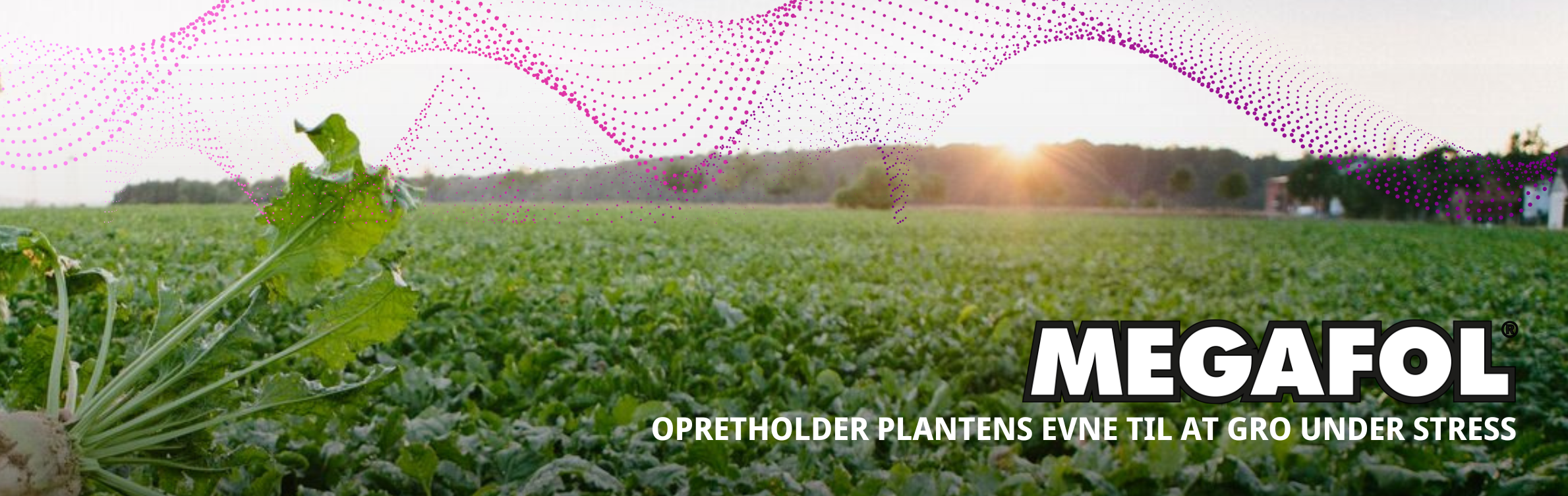MEGAFOL® - Biostimulant til at øge plantens modstandsdygtighed