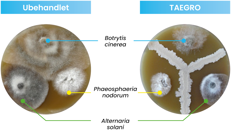TAEGRO - Biologisk svampemiddel til effektiv kontrol af plantesygdomme